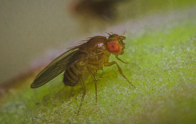 Are You Struggling With A Fly Infestation Inside Your Columbus Home?