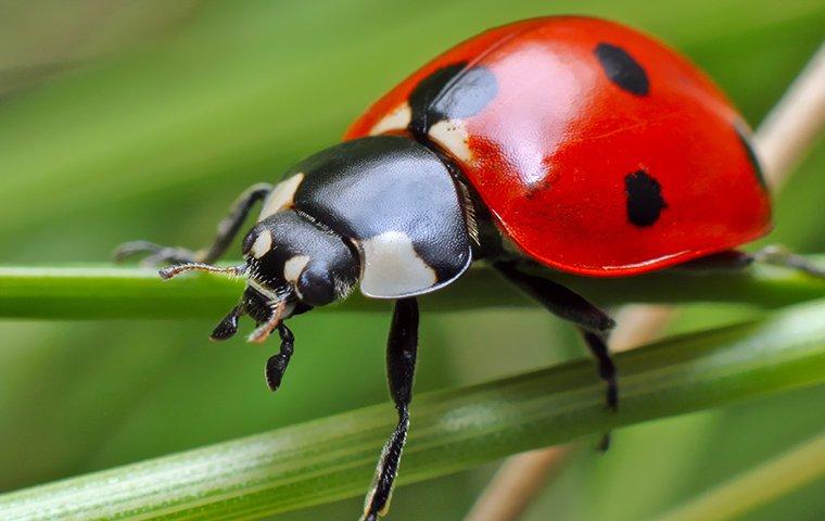 Asian Beetle Infestation