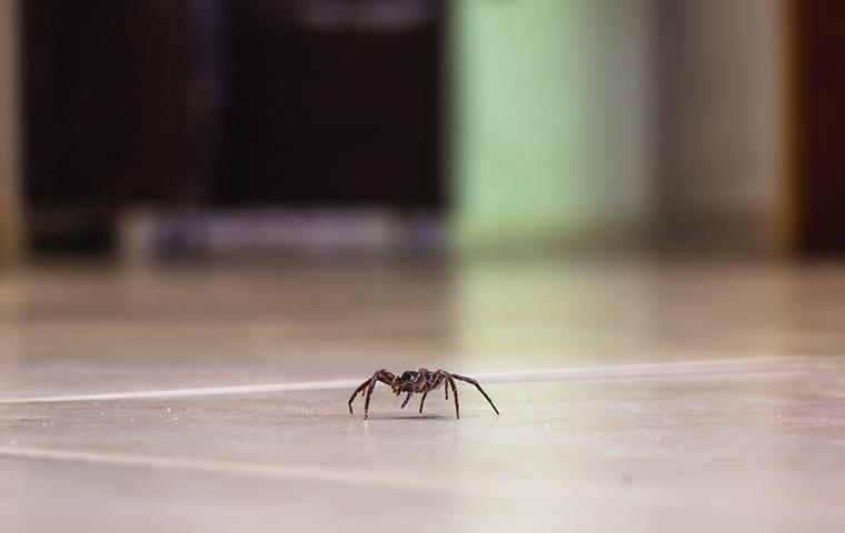 Pest Spotlight: How To Handle Spider Infestations In Columbus