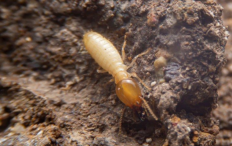 Columbus, OH Property Owners' Guide To Effective Termite Control