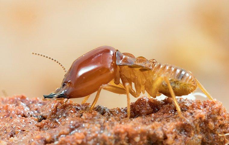 Six Signs Your Columbus Home May Have A Termite Problem