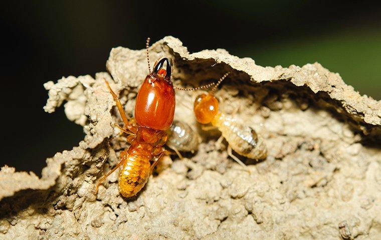 What Every Homeowner Should Know About The Termites In Columbus